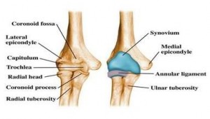 Get the Point About Elbows - BioSynchronistics®